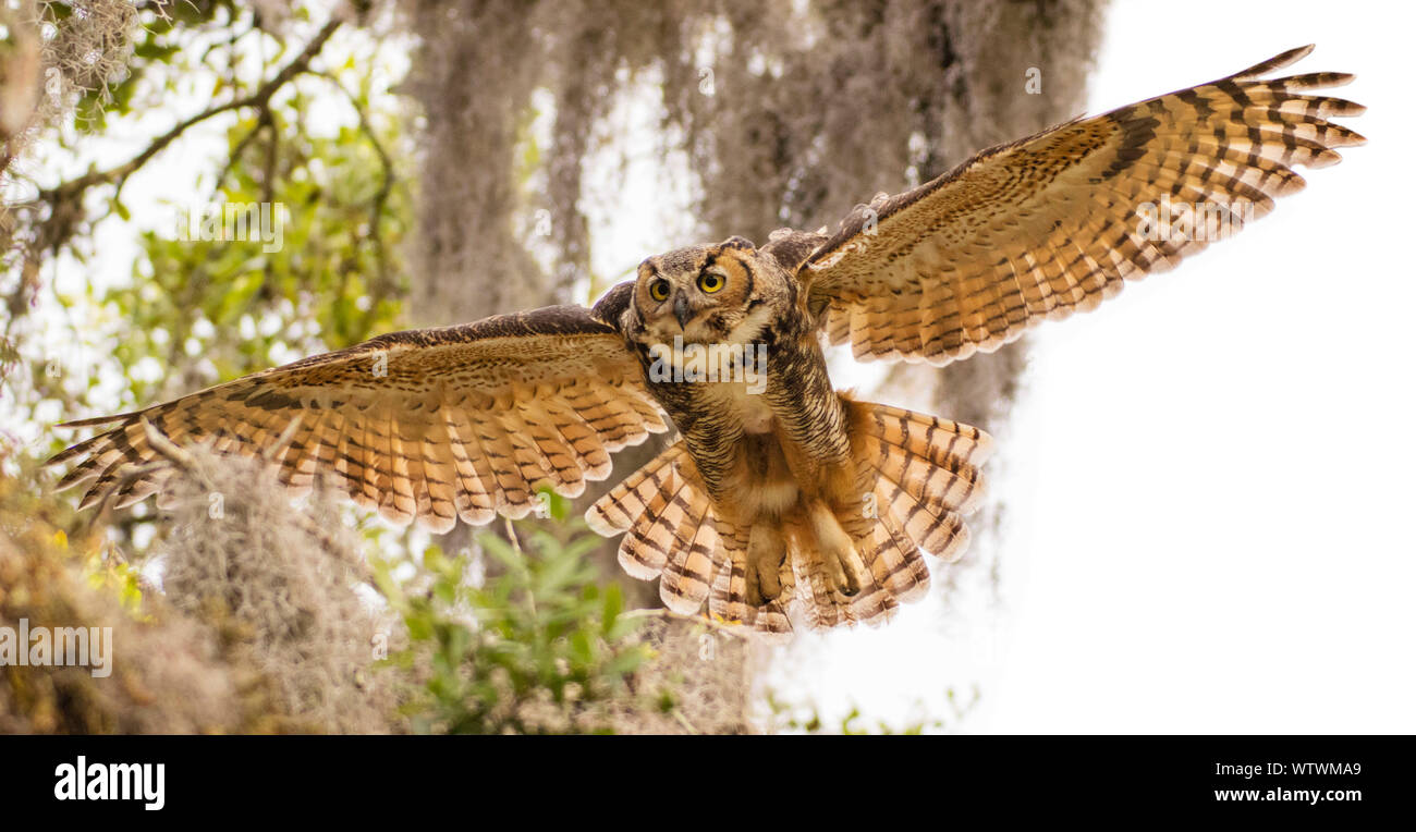 Flying Horned Owl