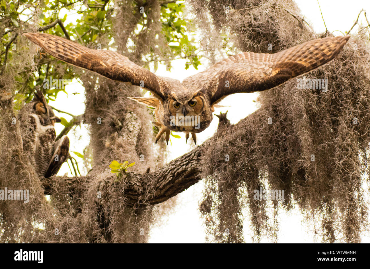 Juvenile great horned owls hi-res stock photography and images - Alamy