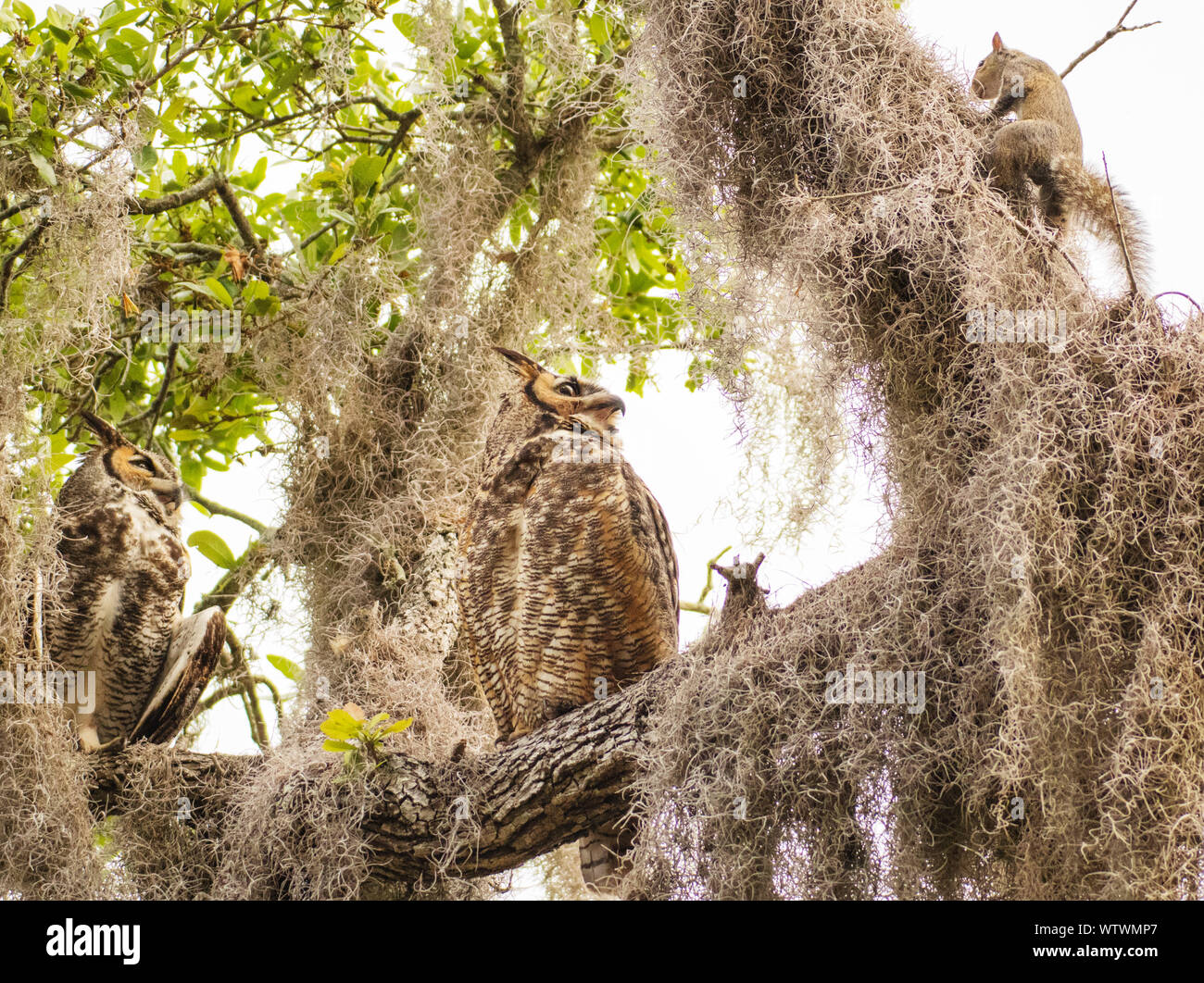 Adult great horned owls look at squirrel climbing close by in a tree ...