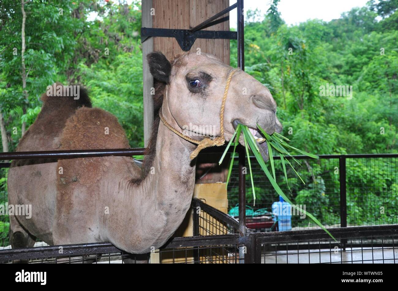 Camel eating grass hi-res stock photography and images - Alamy