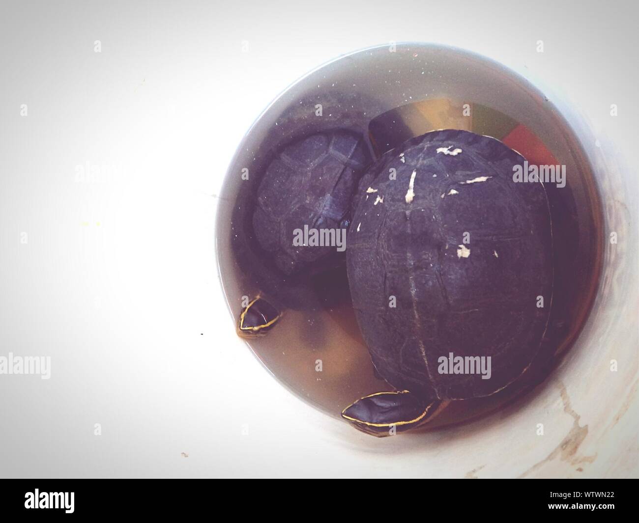 Turtles captivity hi-res stock photography and images - Alamy