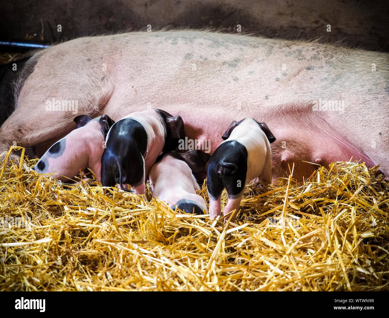 Straw pig hi-res stock photography and images - Alamy