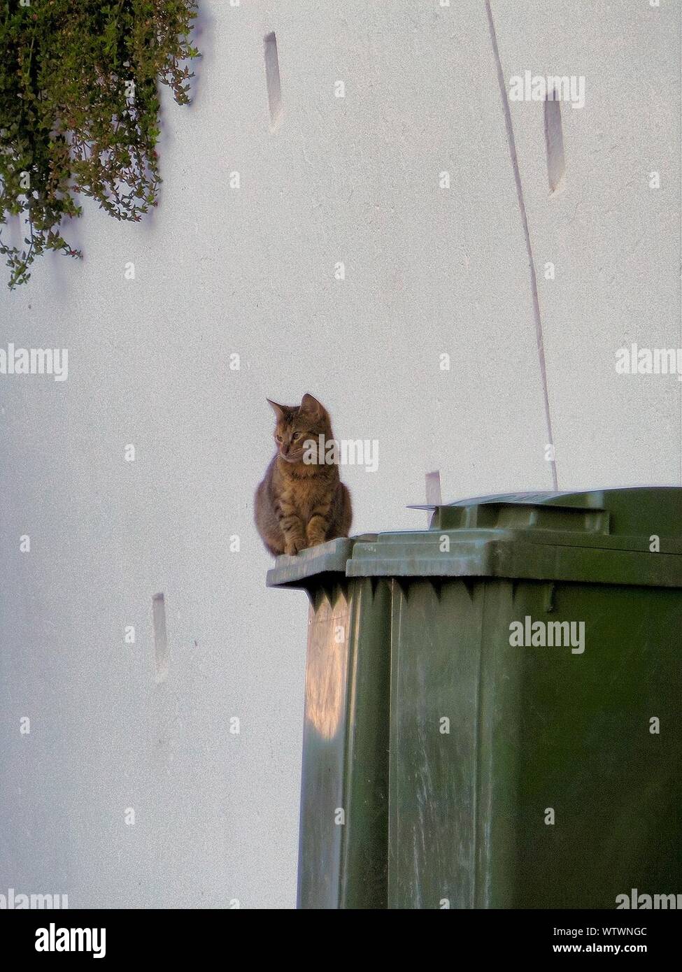 Bin cat hi-res stock photography and images - Alamy