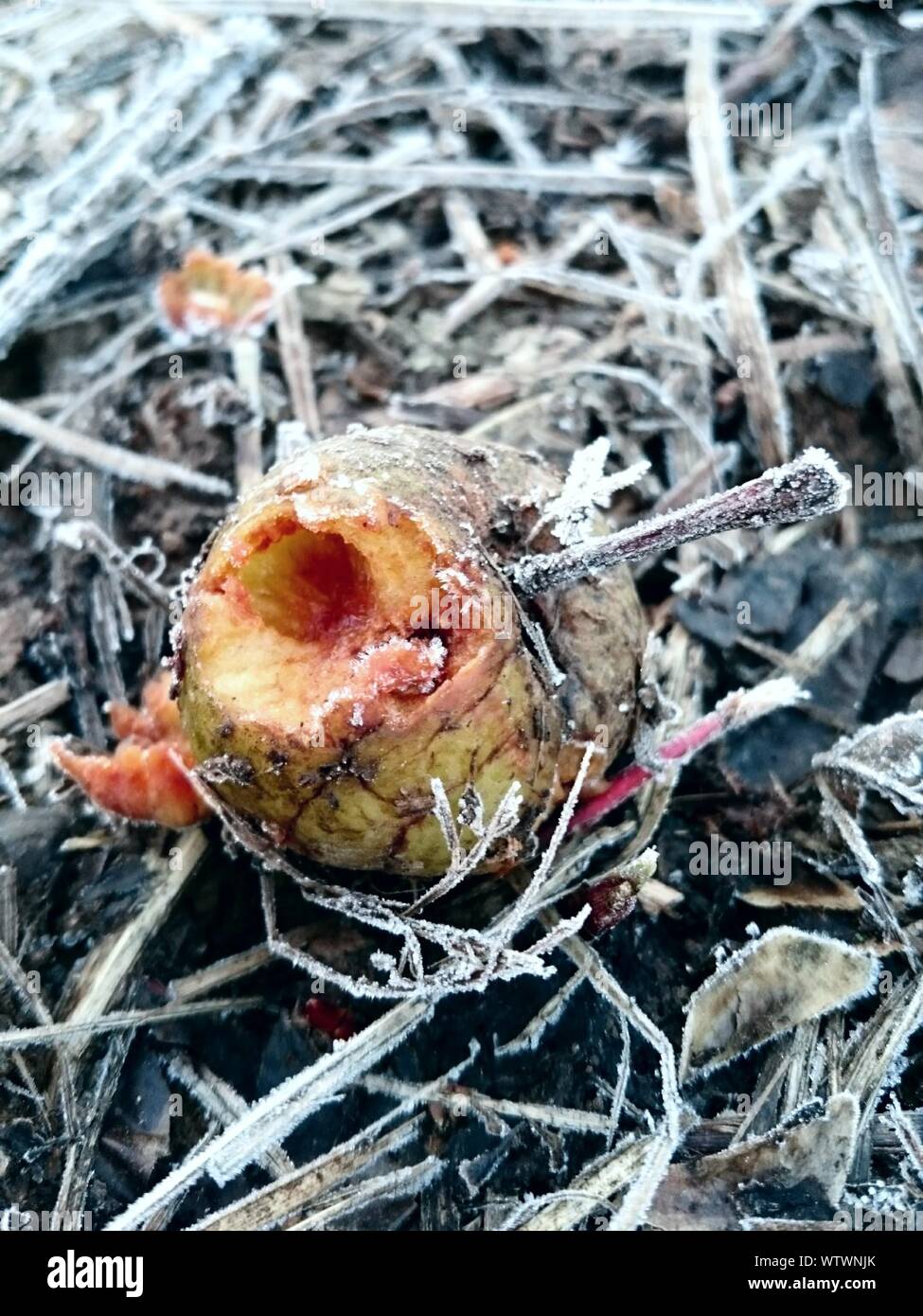 Damaged fruit hi-res stock photography and images - Alamy