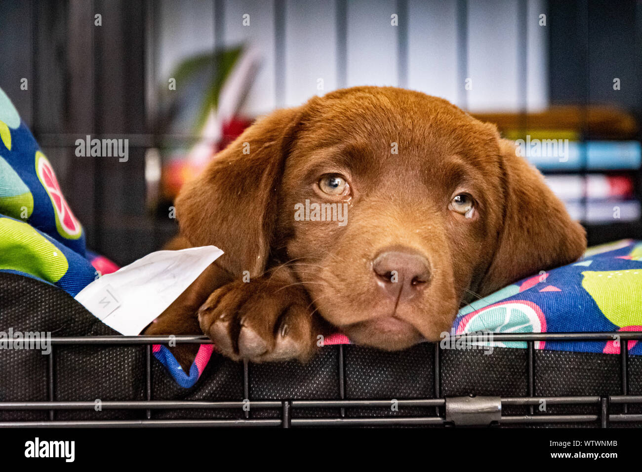 a cute shot of my new chocolate labrador falling asleep in her new home ...