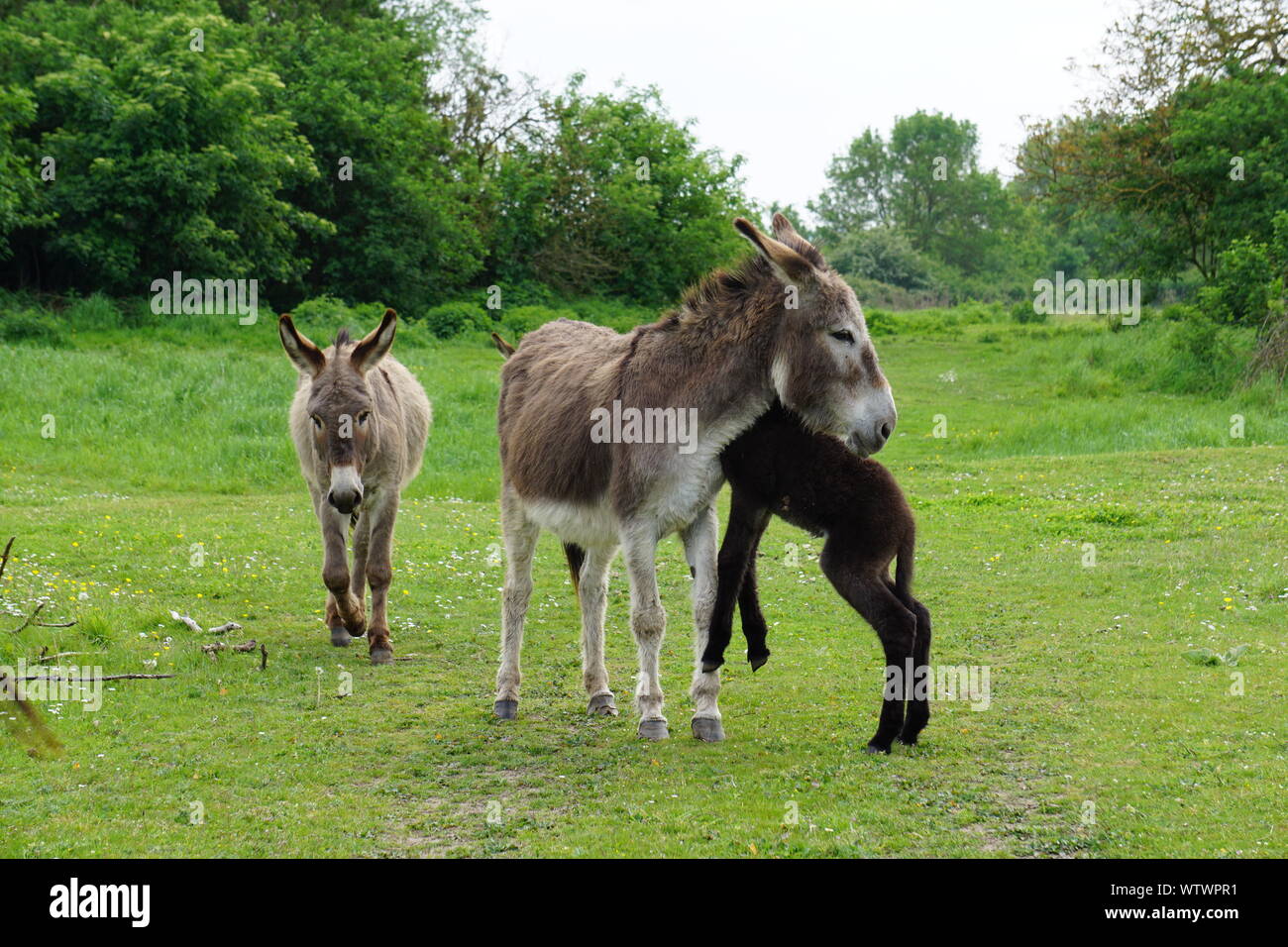 Baby donkey hi-res stock photography and images - Alamy