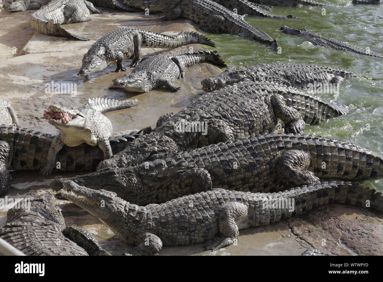 Feeding crocodiles on a crocodile farm. Crocodiles in the pond ...