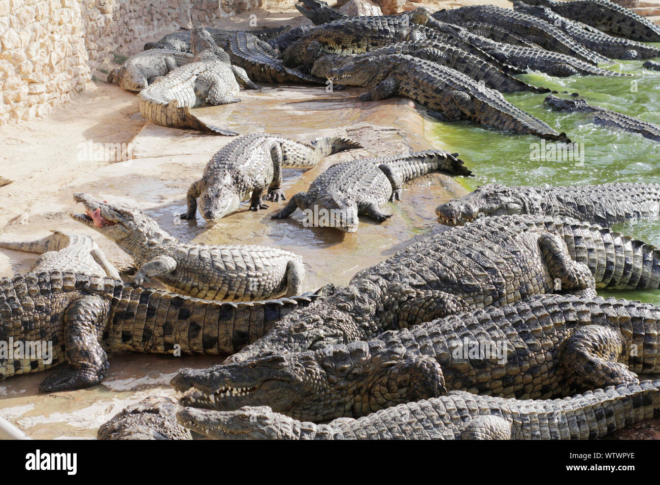 Feeding crocodiles on a crocodile farm. Crocodiles in the pond ...