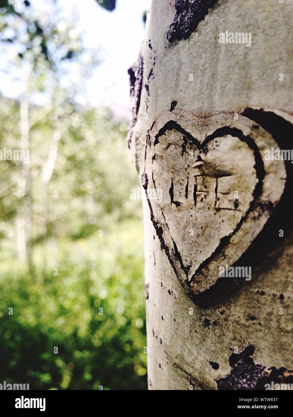 Symbol Of Heart Carved On The Tree High Resolution Stock Photography ...