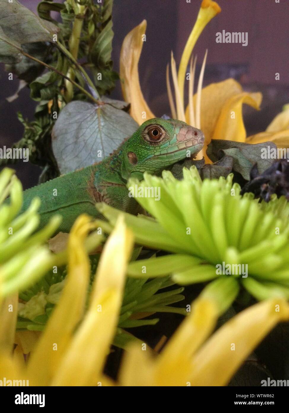Plants lizard hi-res stock photography and images - Alamy