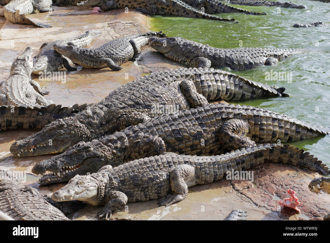 Feeding crocodiles on a crocodile farm. Crocodiles in the pond ...