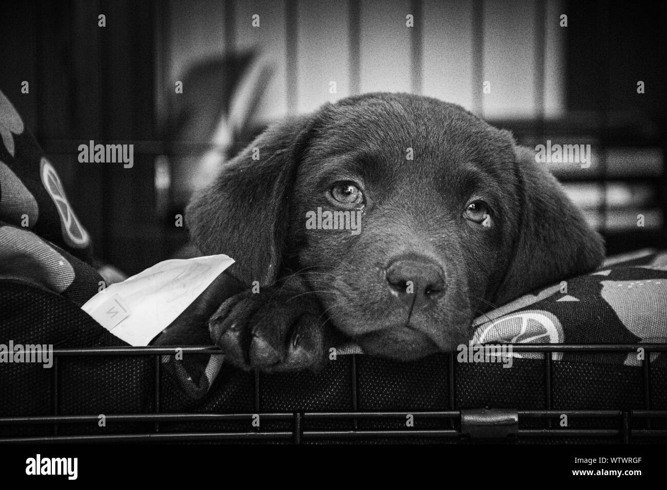a cute shot of my new chocolate labrador falling asleep in her new home ...