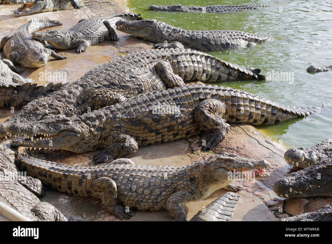 Feeding crocodiles on a crocodile farm. Crocodiles in the pond ...