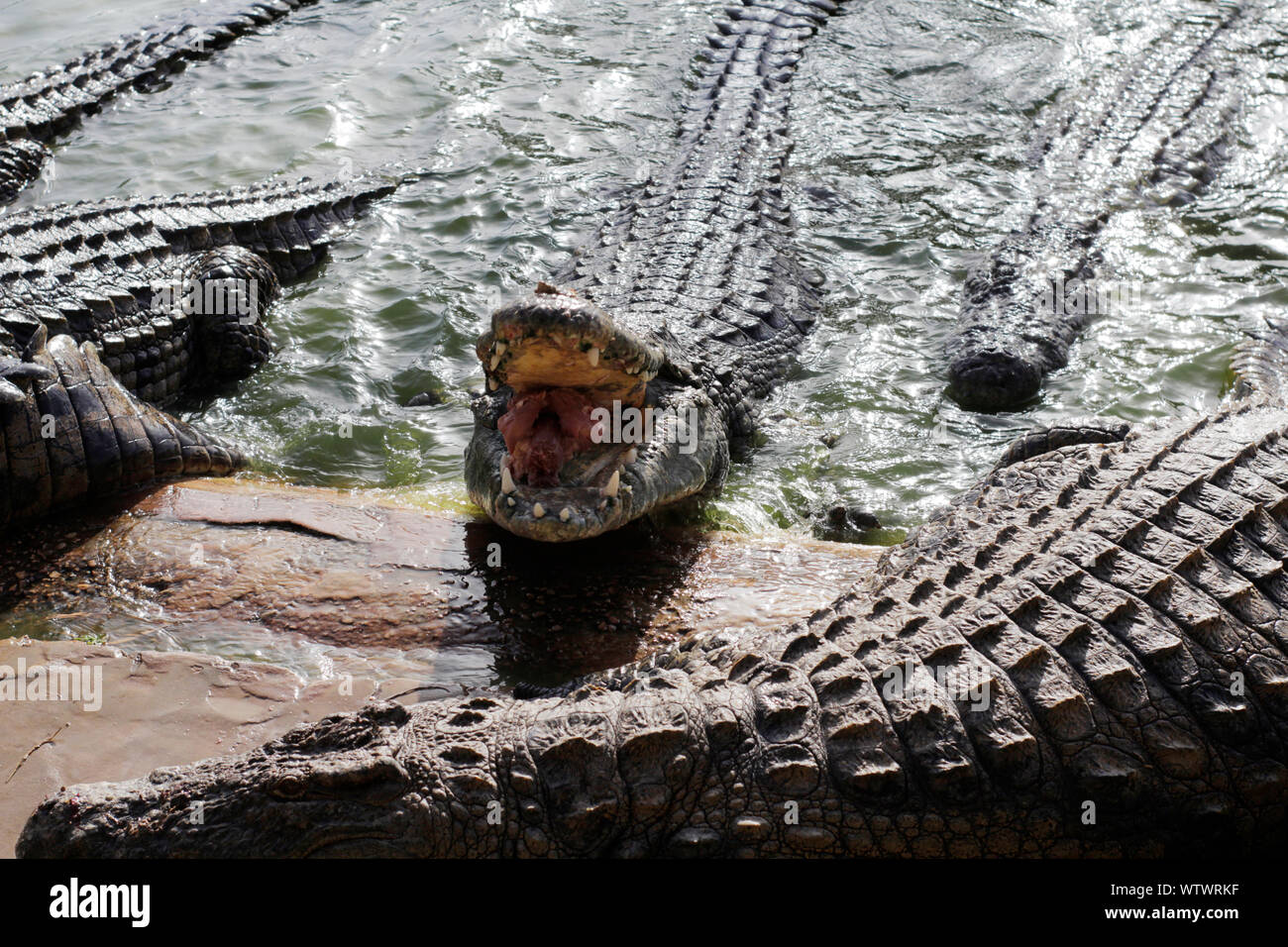 Feeding crocodiles on a crocodile farm. Crocodiles in the pond ...