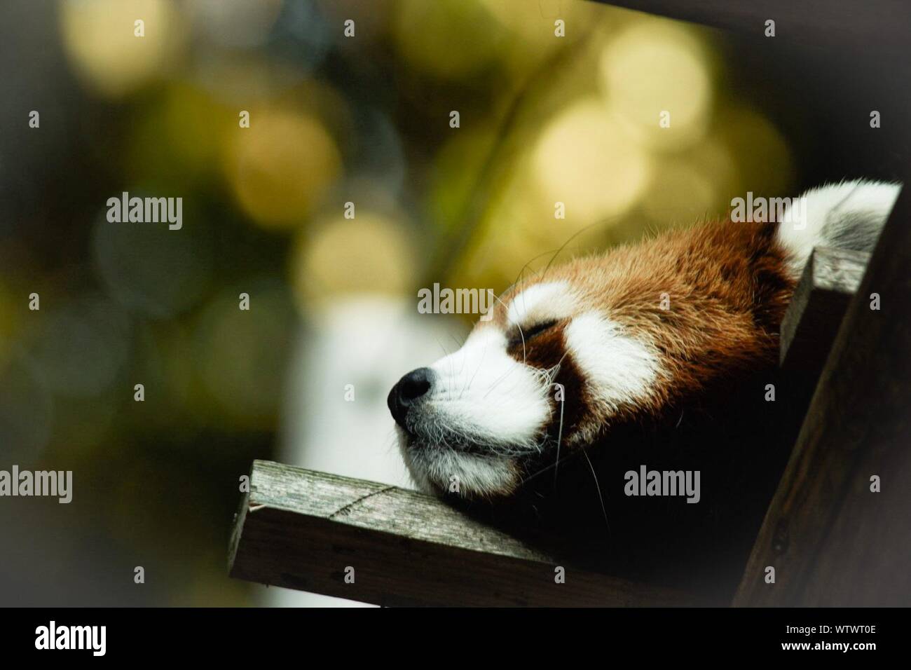 Sleeping panda hi-res stock photography and images - Alamy