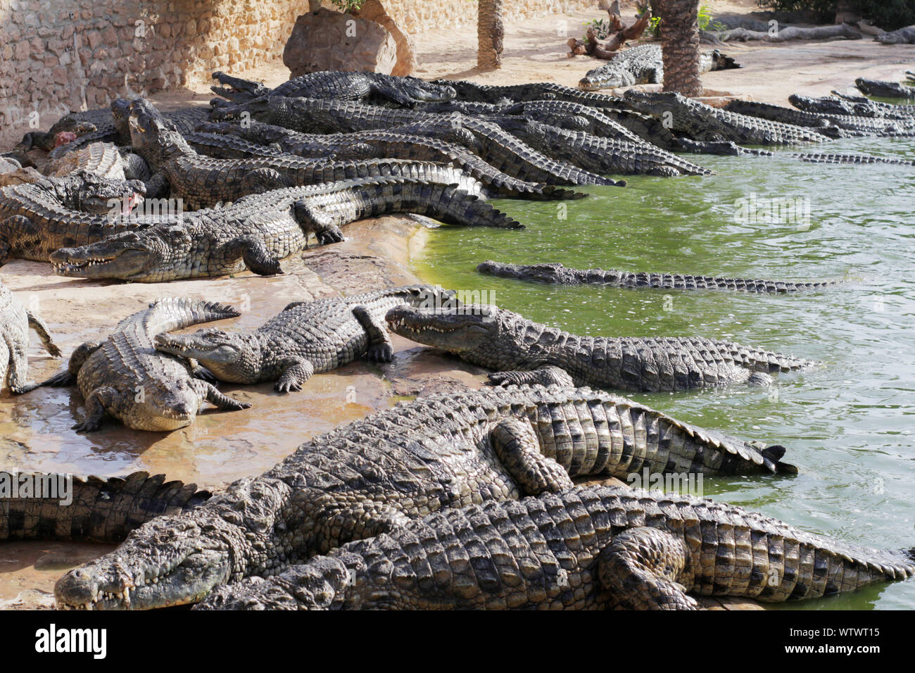 Feeding crocodiles on a crocodile farm. Crocodiles in the pond ...