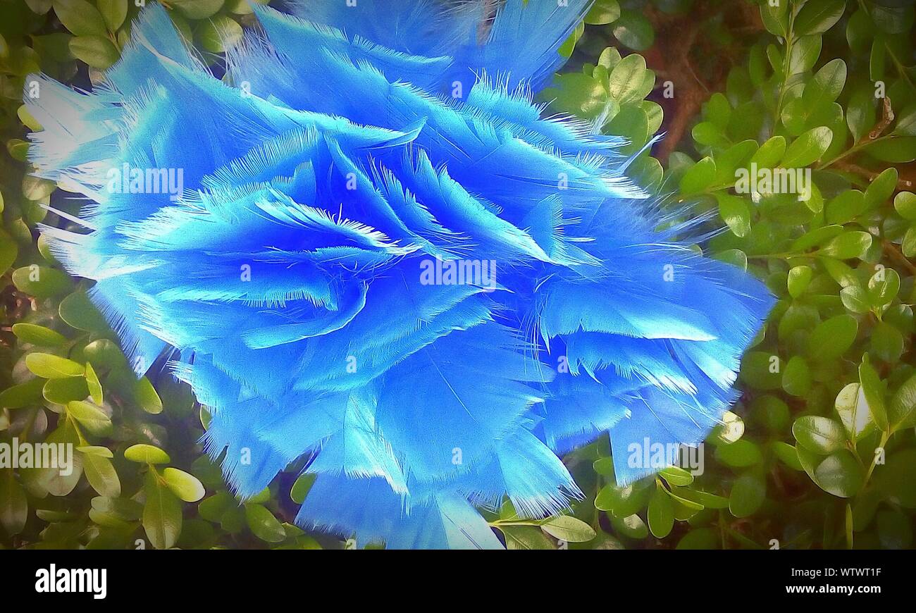 Blue feathers hi-res stock photography and images - Alamy