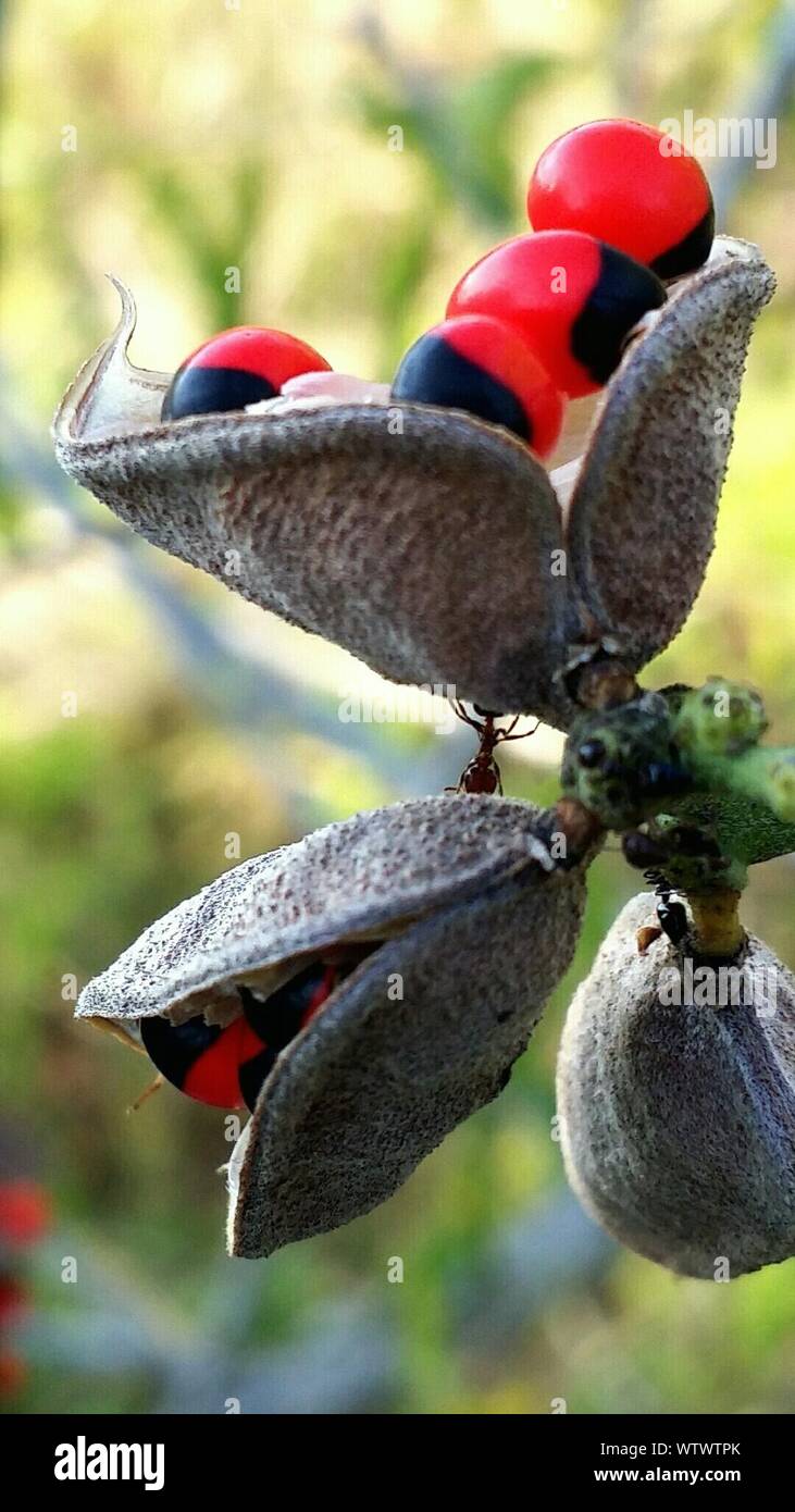 Abrus precatorius hi-res stock photography and images - Alamy