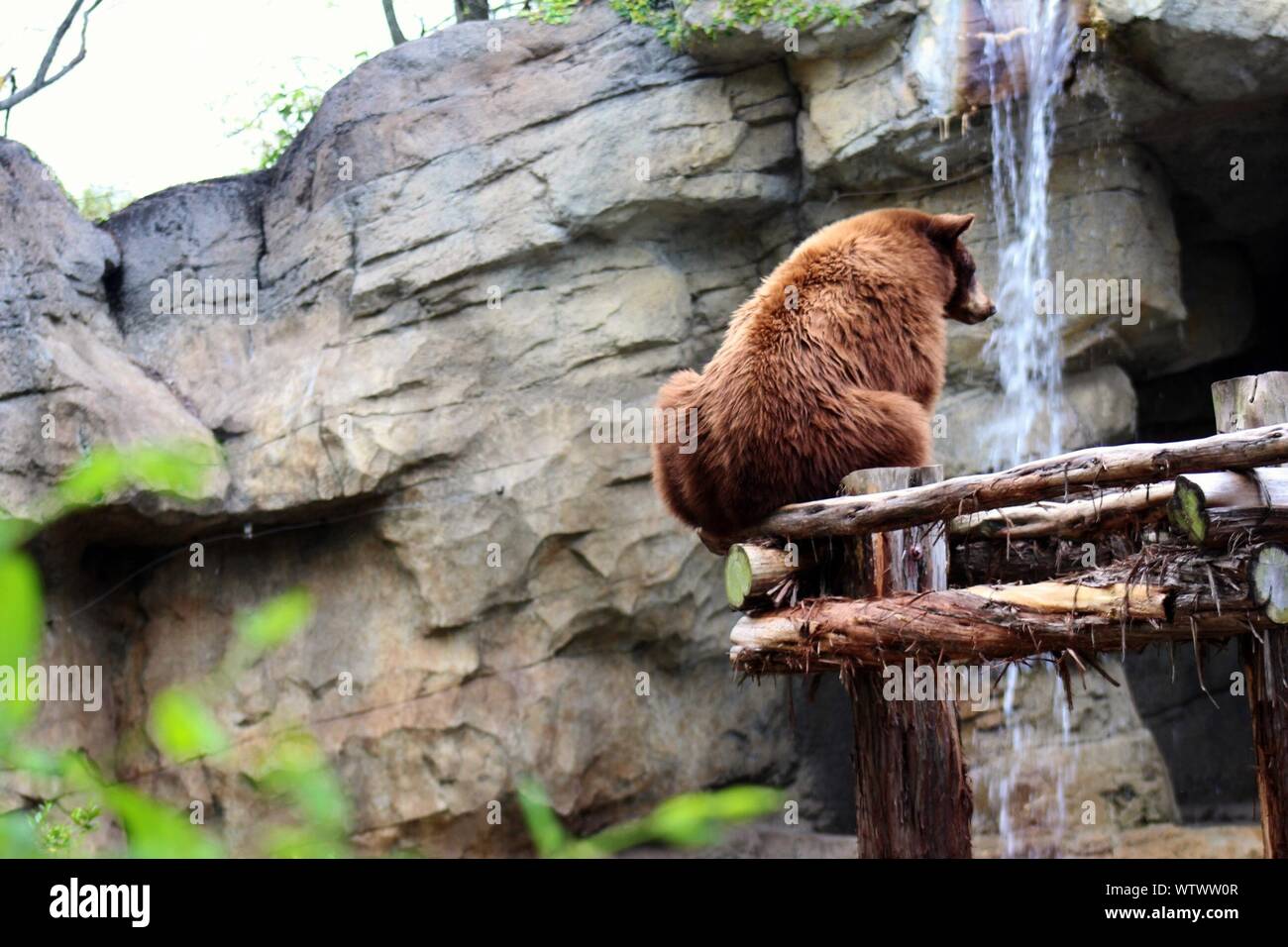 Sitting grizzly bear hi-res stock photography and images - Alamy