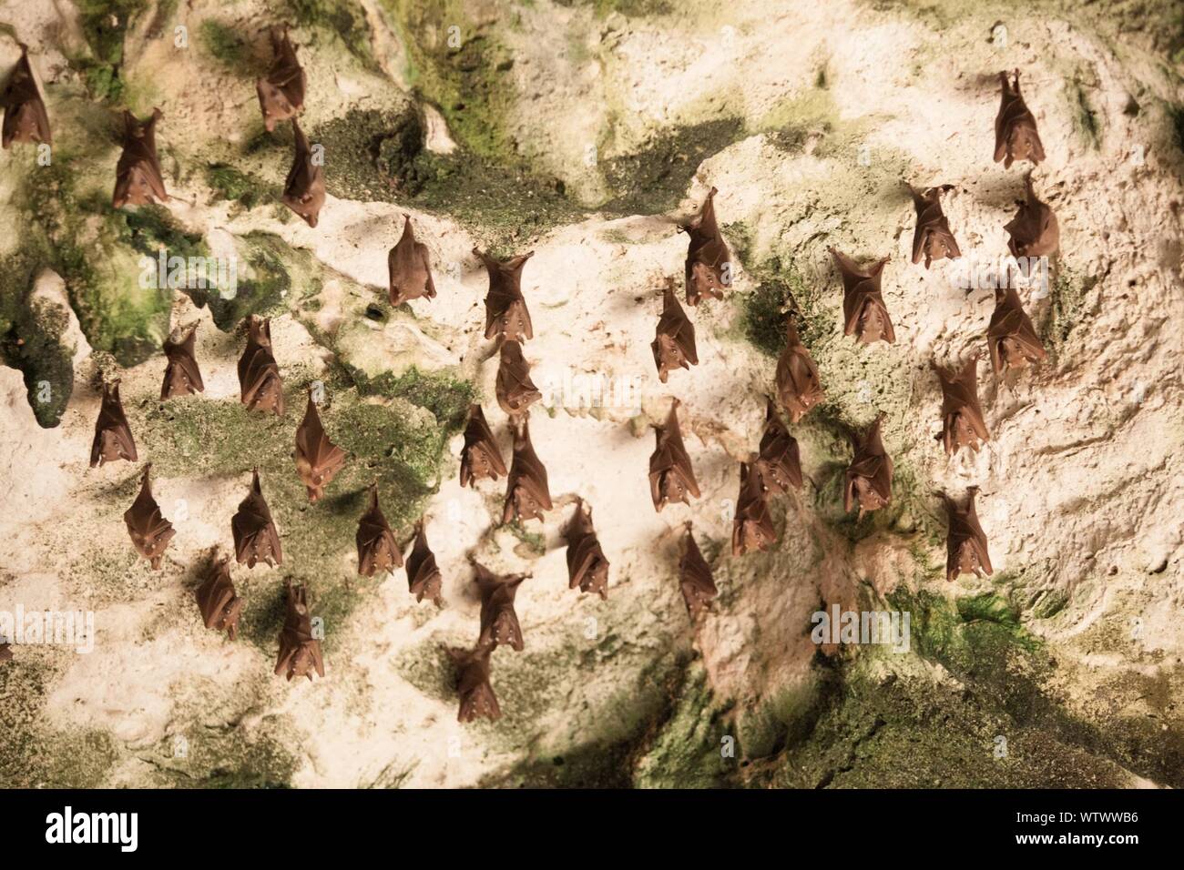 Bats cave people hi-res stock photography and images - Alamy