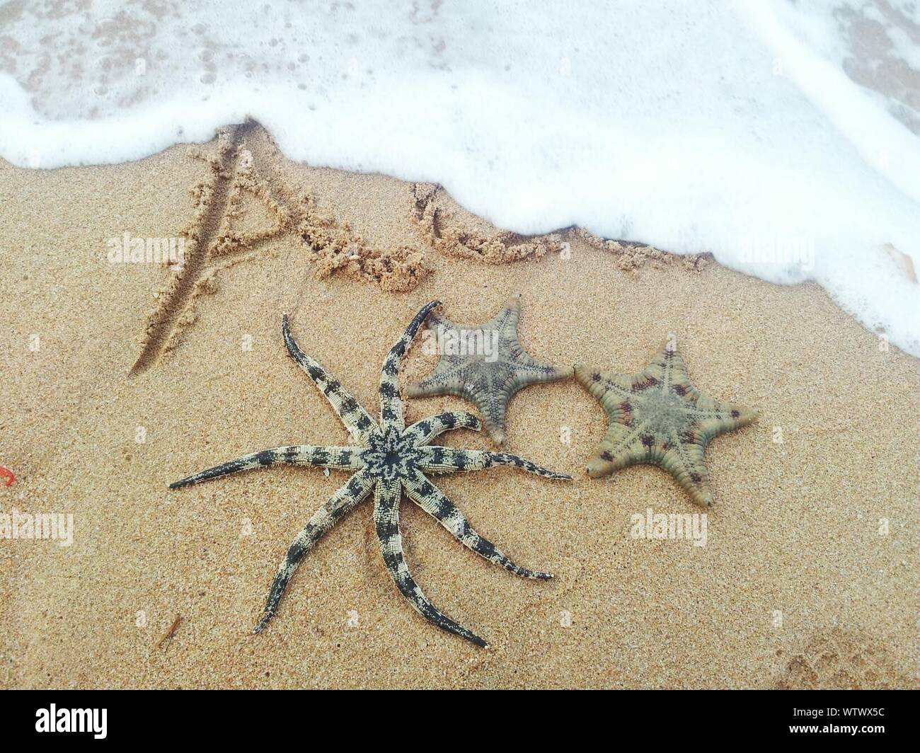 Dead starfish shore hi-res stock photography and images - Alamy