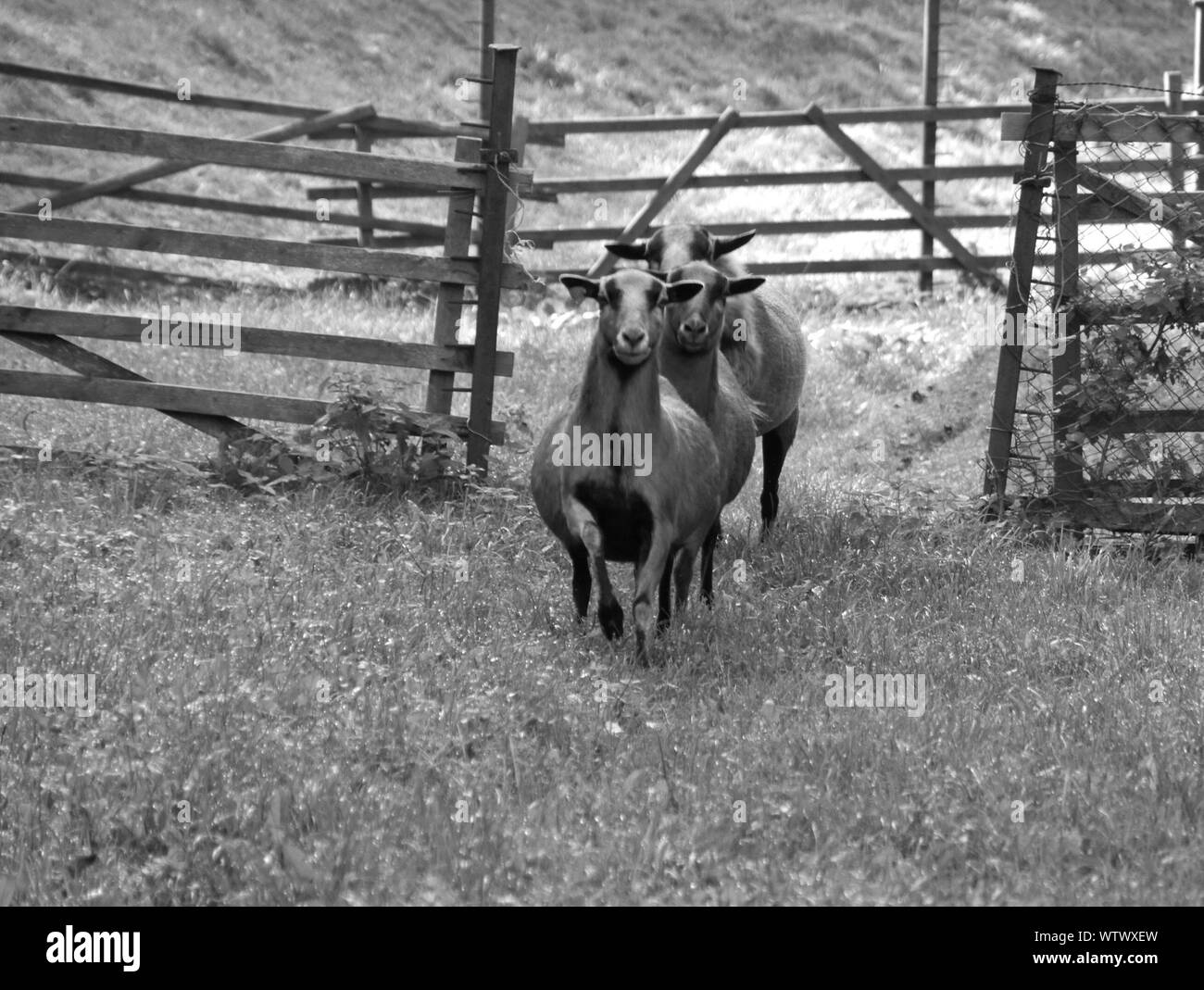 Goat Pen Black and White Stock Photos & Images - Alamy