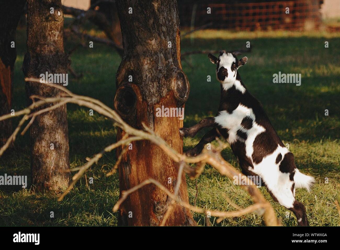 Goat rearing hi-res stock photography and images - Alamy