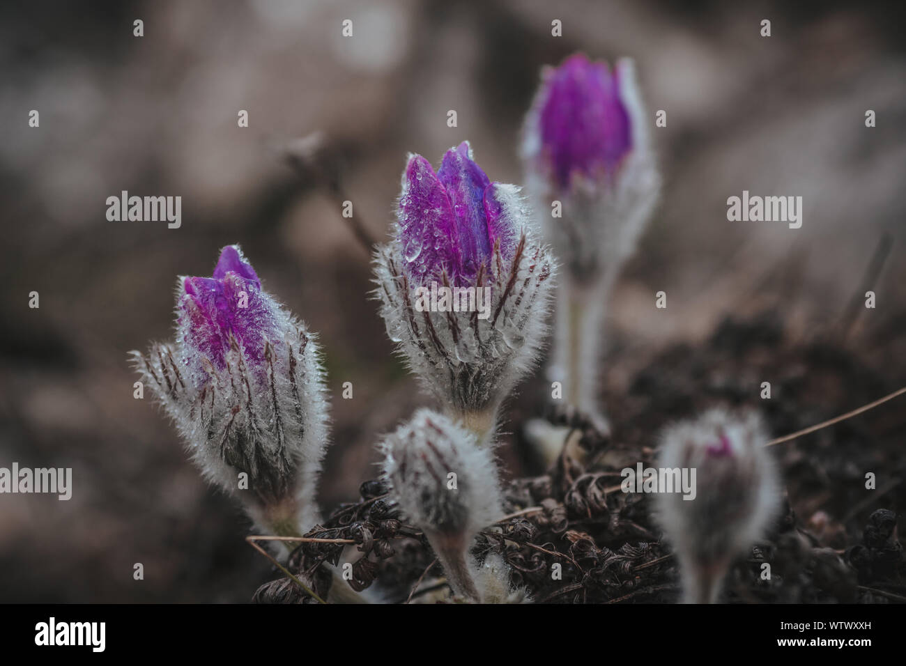 Primrose. Rare plant, wild flowers in mountains. Springtime is the ...