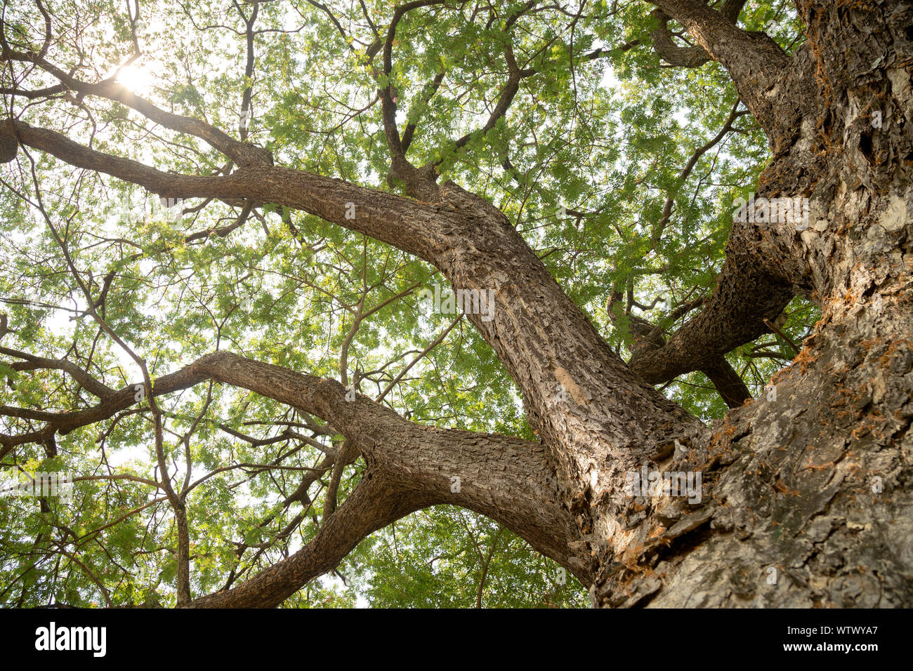 Tree Roots, Sukhothai historical park, Thailand. Trees in the Sukhothai ...