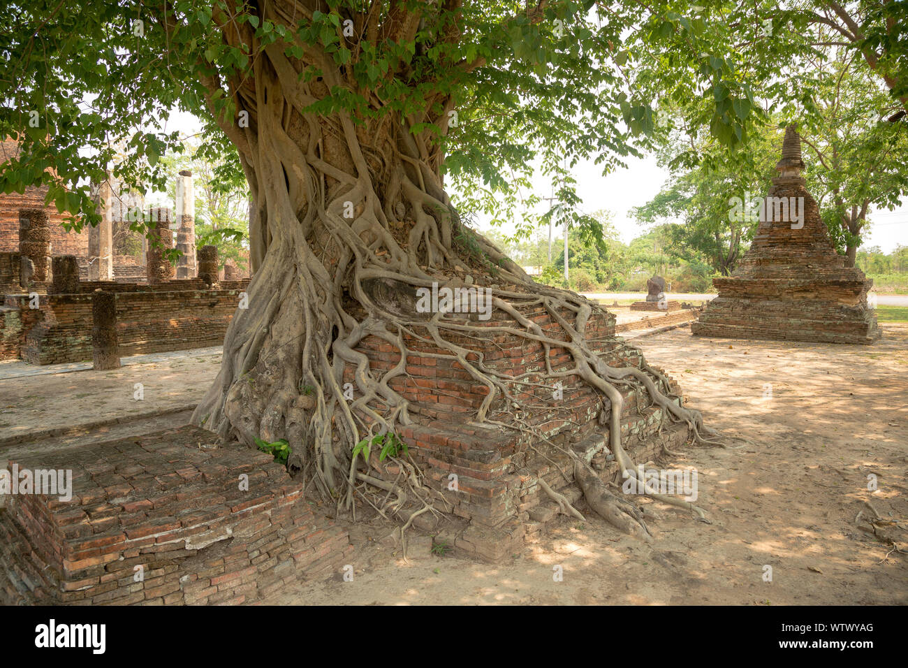 Tree Roots, Sukhothai historical park, Thailand. Trees in the Sukhothai ...