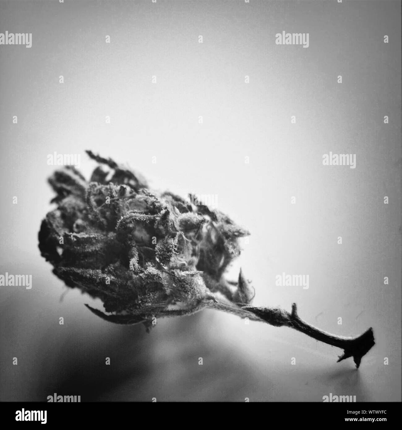 Dried marijuana flower Black and White Stock Photos & Images - Alamy