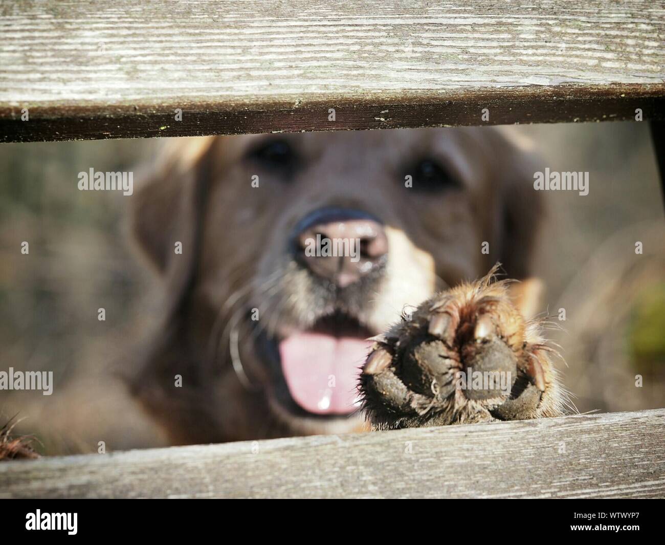 Dog looking through fence hi-res stock photography and images - Alamy