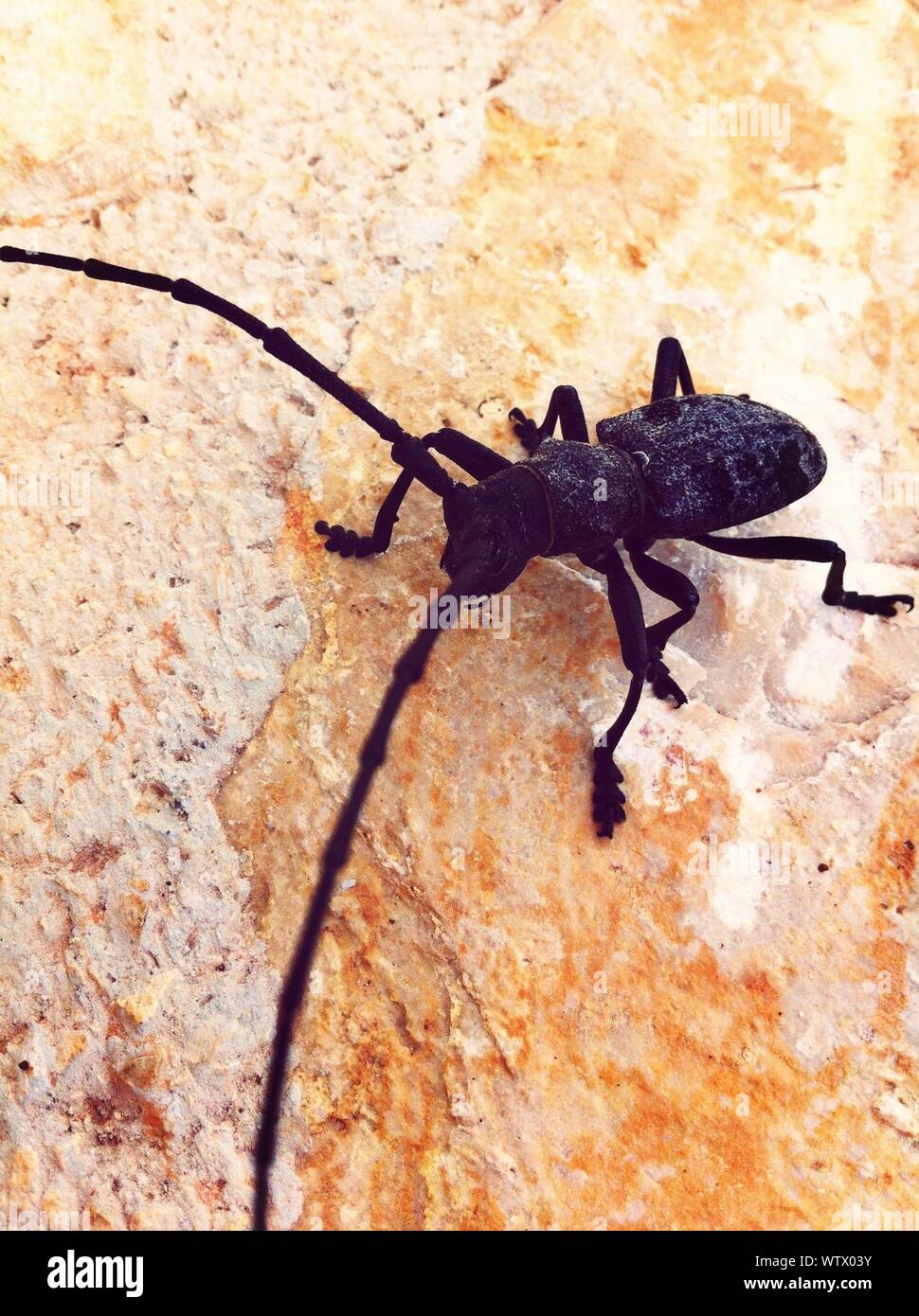 Black body insect hi-res stock photography and images - Alamy