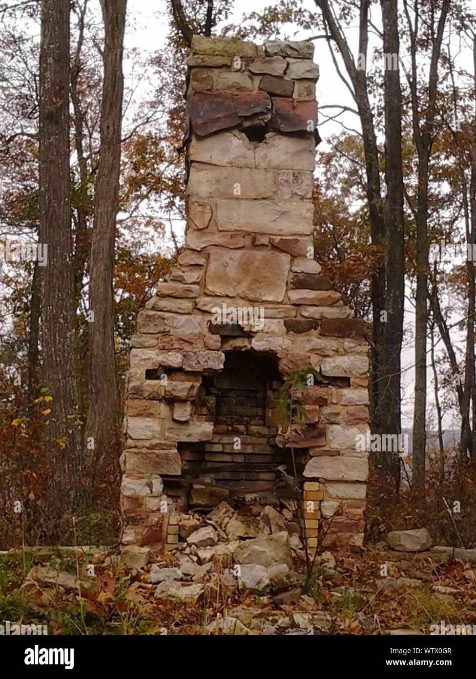 Structure forest hi-res stock photography and images - Alamy