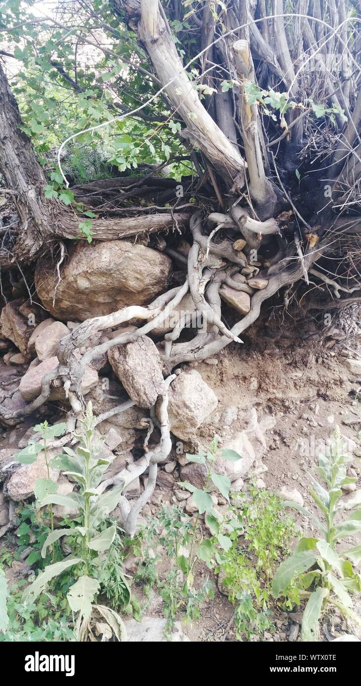 High Angle View Of Tree Roots In Forest Stock Photo - Alamy