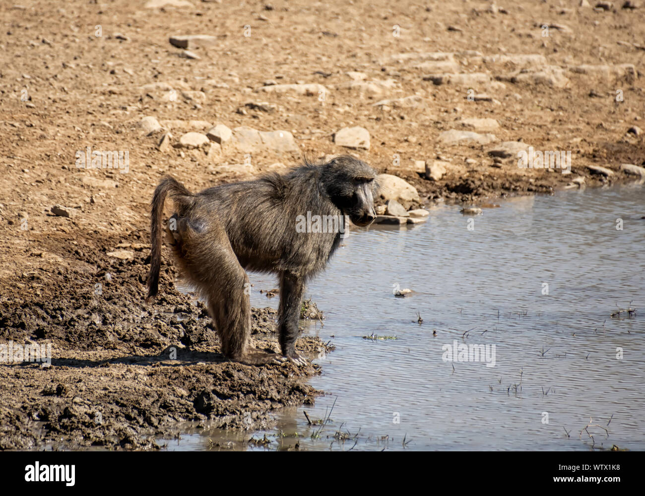 Baboon at water hole hi-res stock photography and images - Alamy