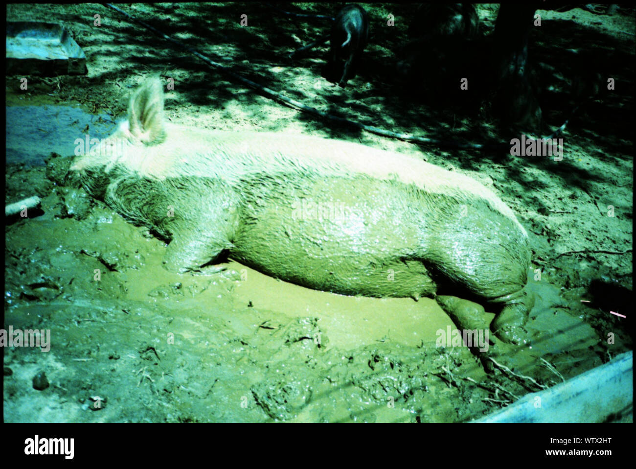 Pig mud bath hi-res stock photography and images - Alamy