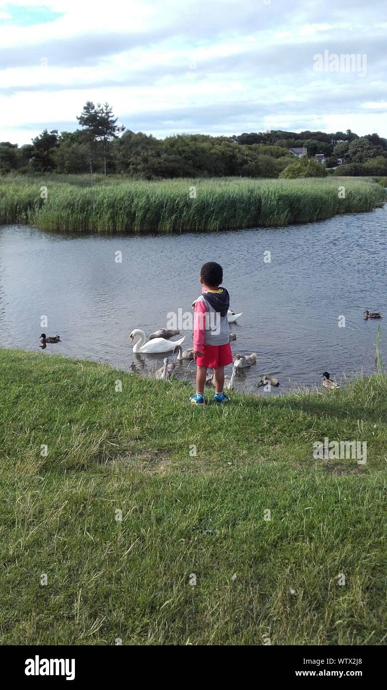 Duck looking at pond hi-res stock photography and images - Alamy