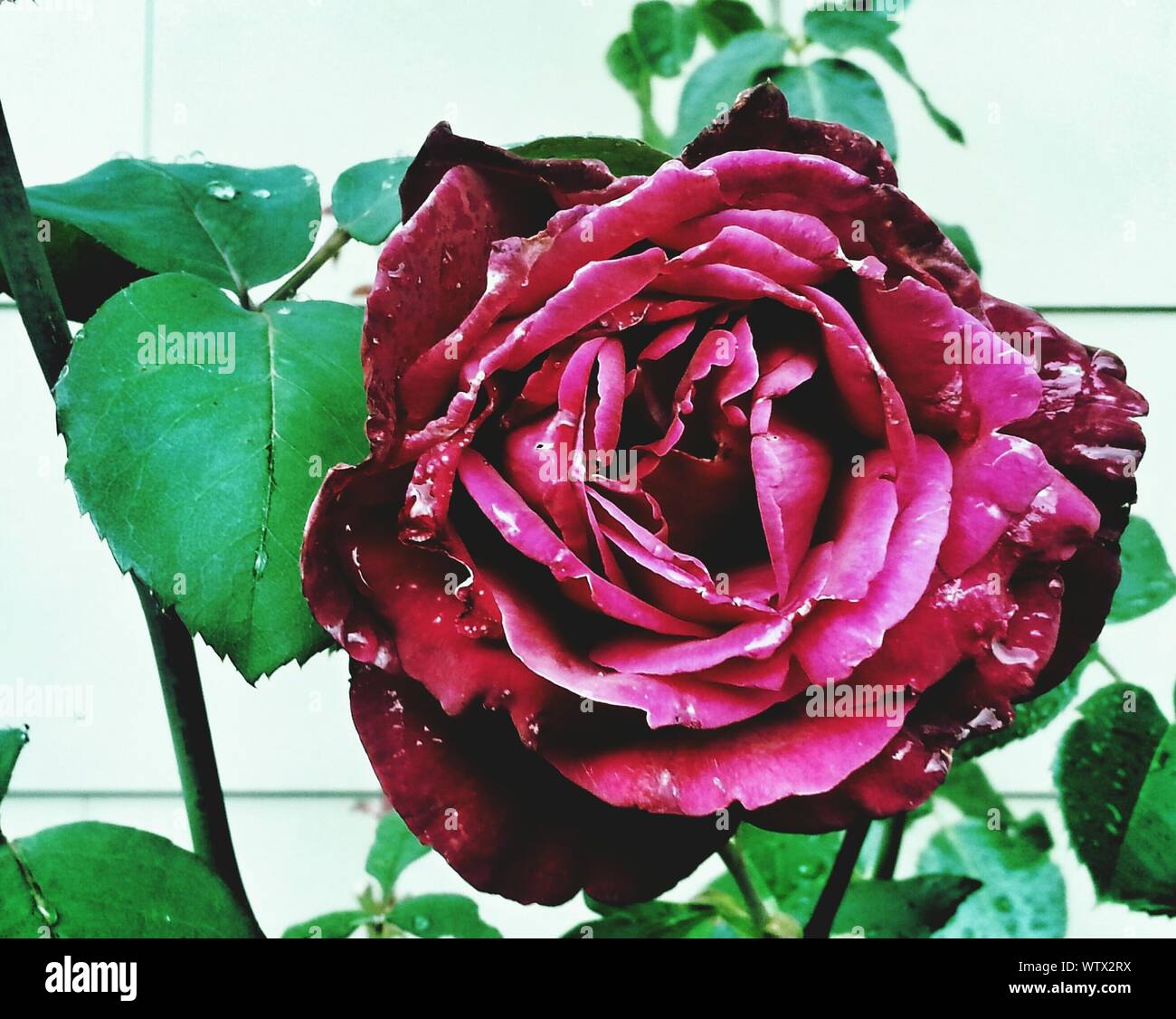 Dry red rose flower hi-res stock photography and images - Alamy