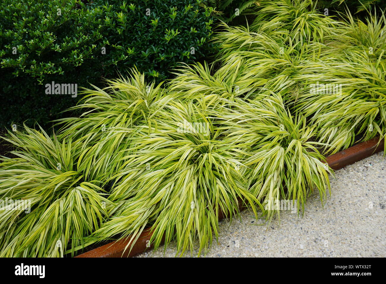 bright lime green grass in the garden Stock Photo - Alamy