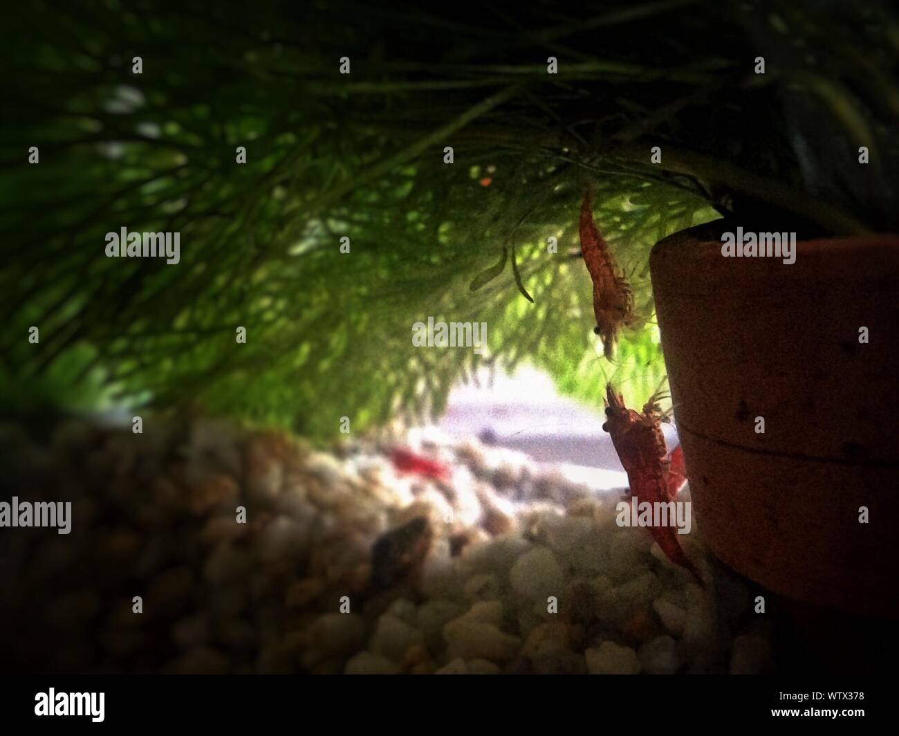 Potted fish hi-res stock photography and images - Alamy