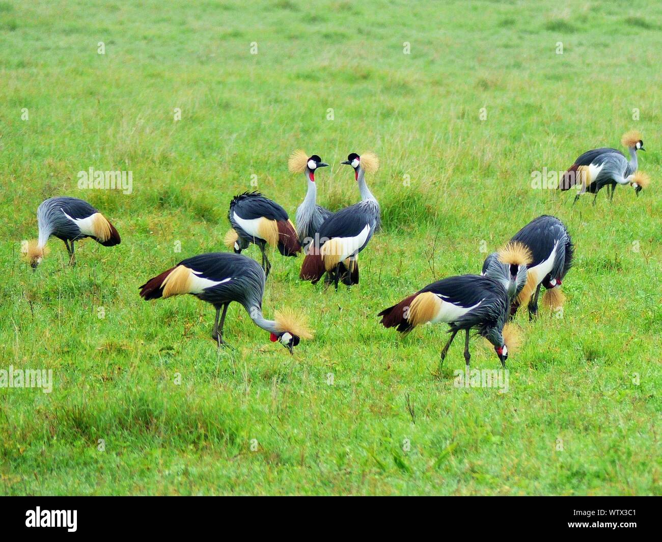 Grassland birds hi-res stock photography and images - Alamy