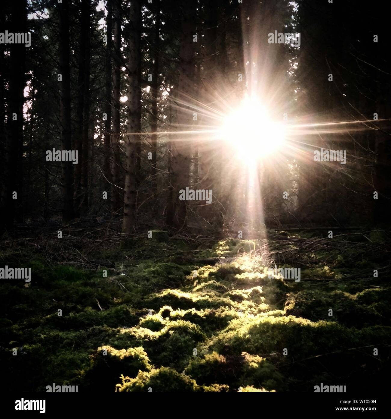 Sun coming through the trees hi-res stock photography and images - Alamy