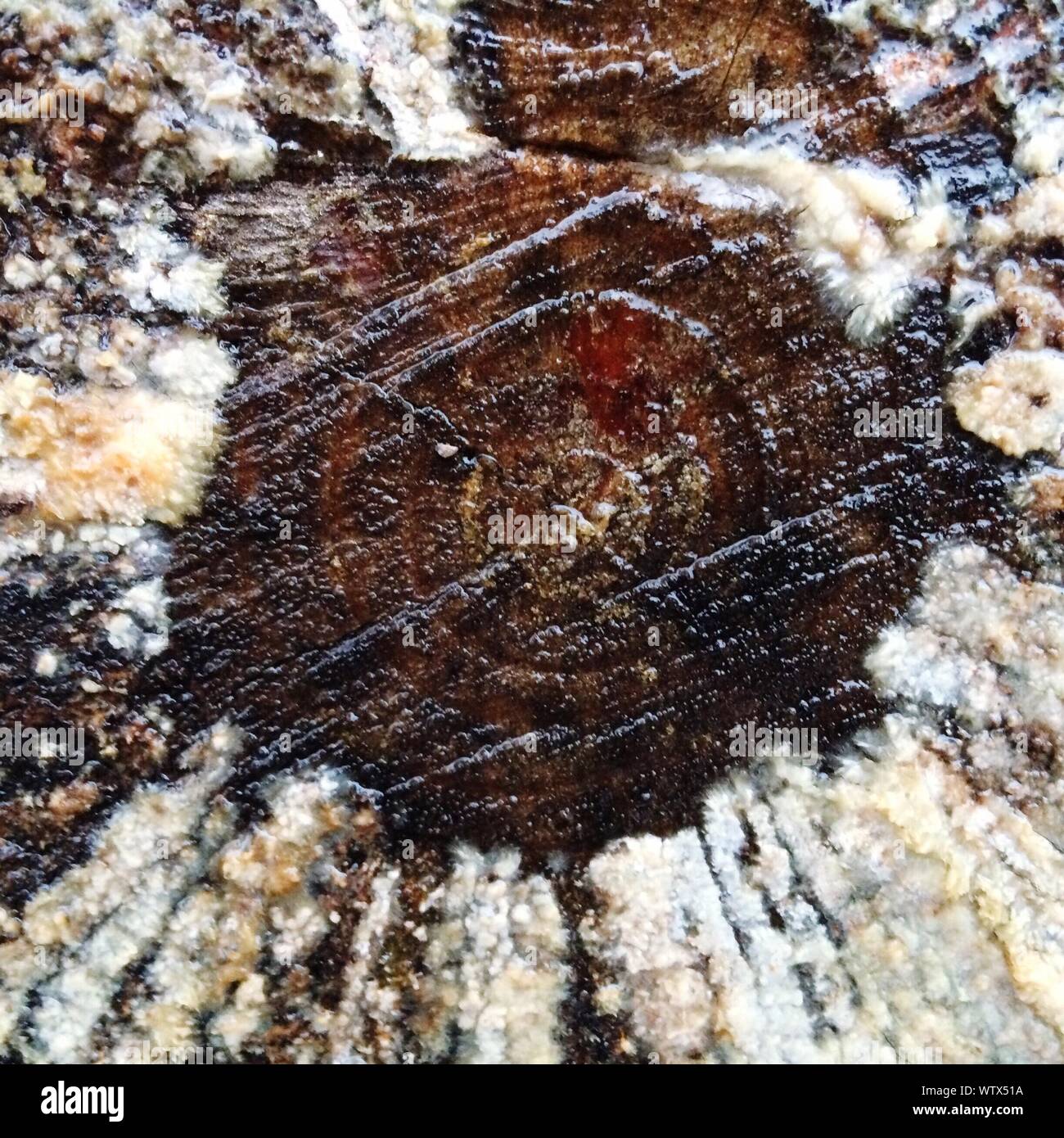 Up close tree sap hi-res stock photography and images - Alamy