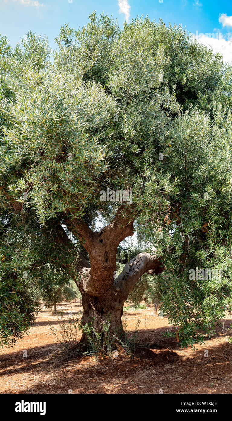 large olive tree with knotty central stem and twisted branches Stock ...