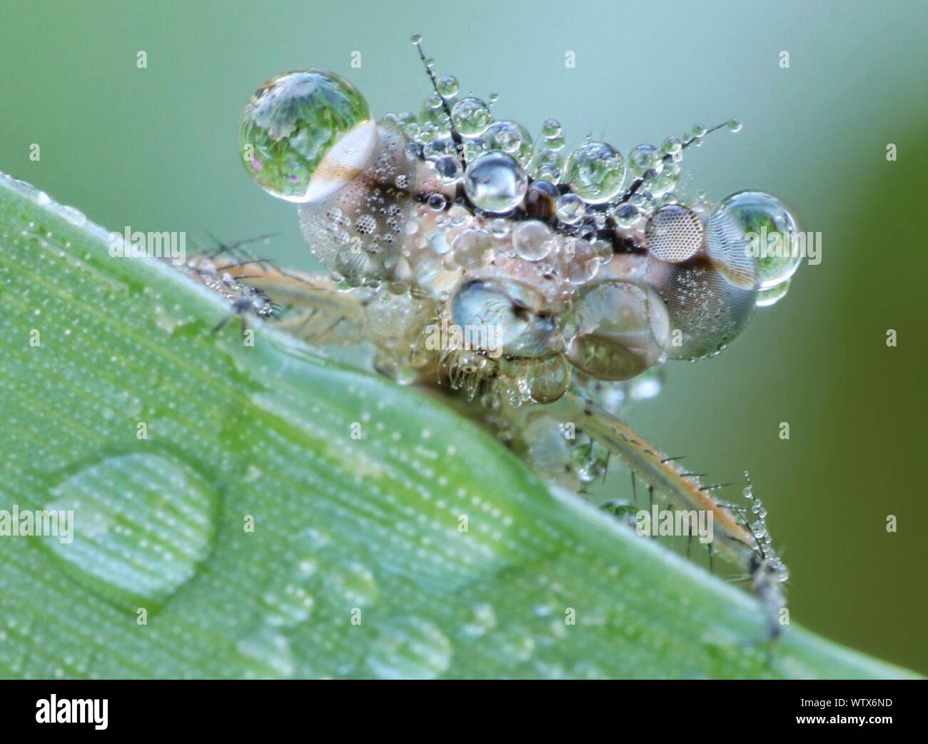 Wet insect hi-res stock photography and images - Alamy