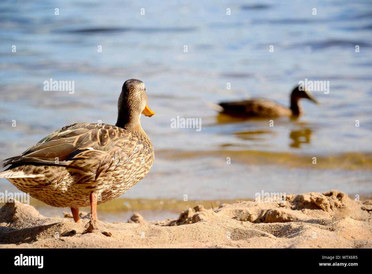 Back view of duck hi-res stock photography and images - Alamy