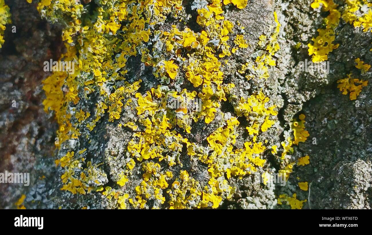 Yellow moss fungus hi-res stock photography and images - Alamy