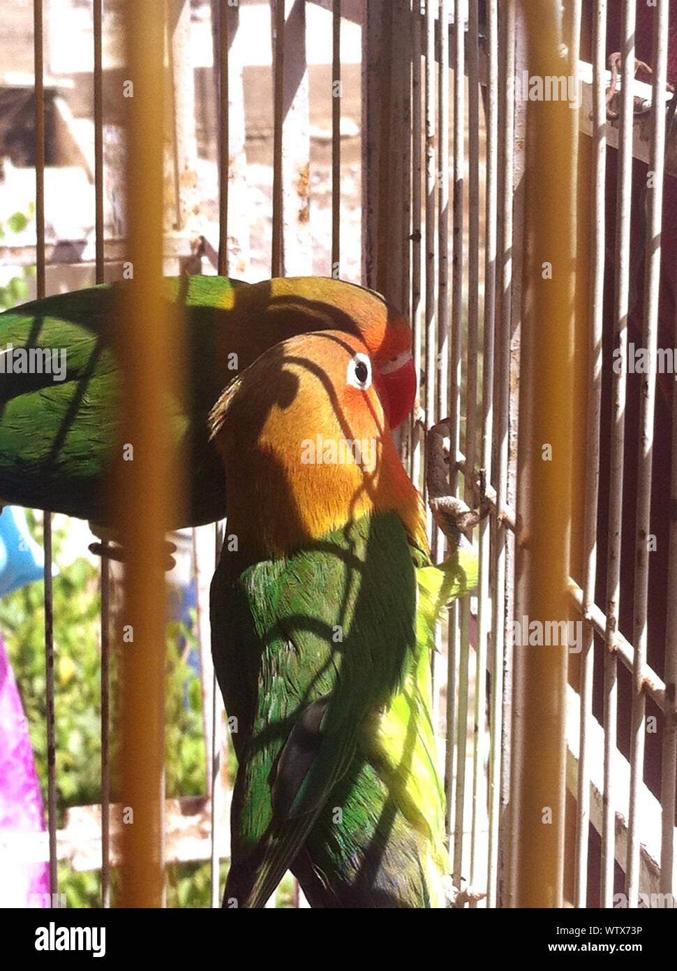 Parrot side view hi-res stock photography and images - Alamy