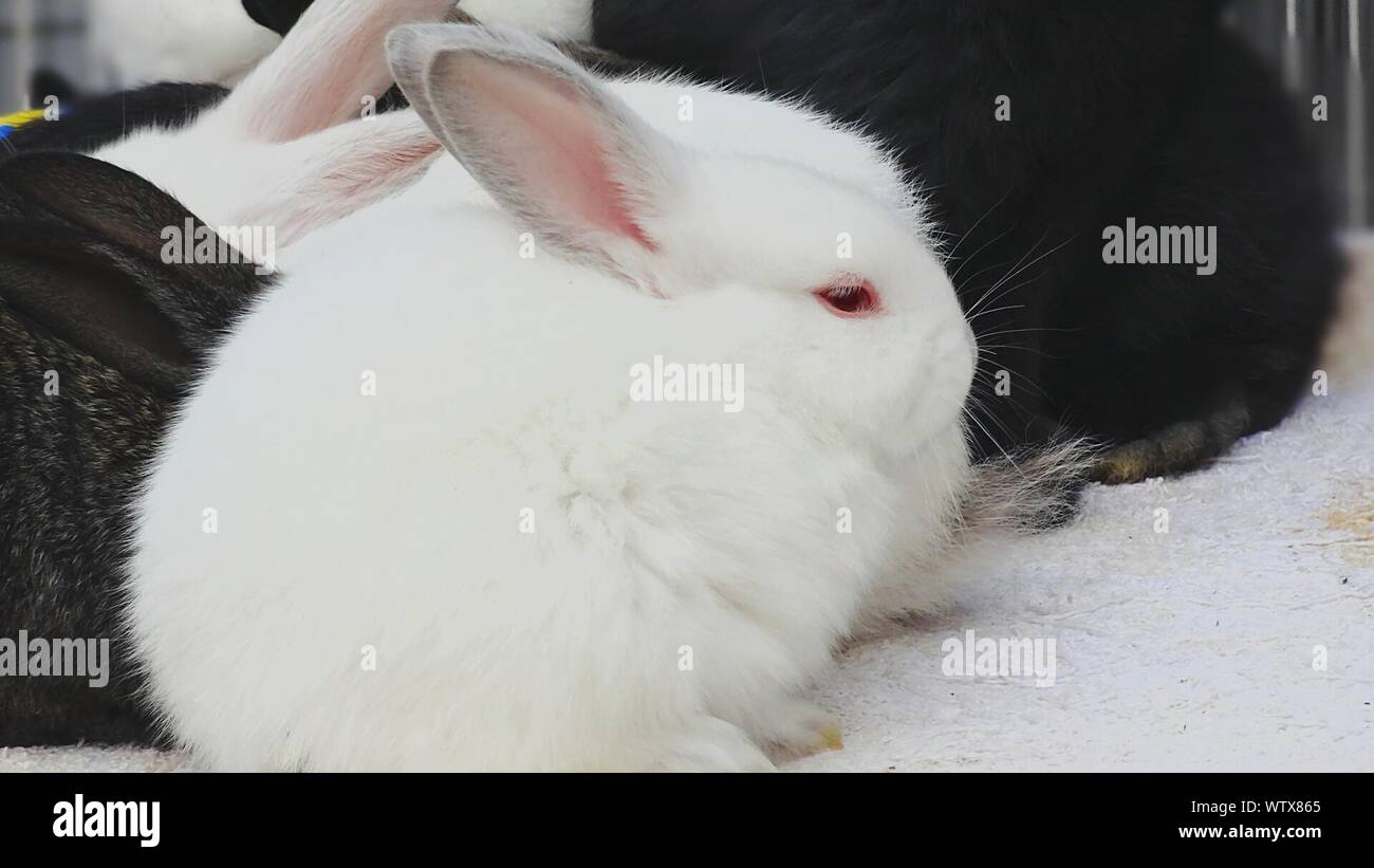 Five rabbits hi-res stock photography and images - Alamy